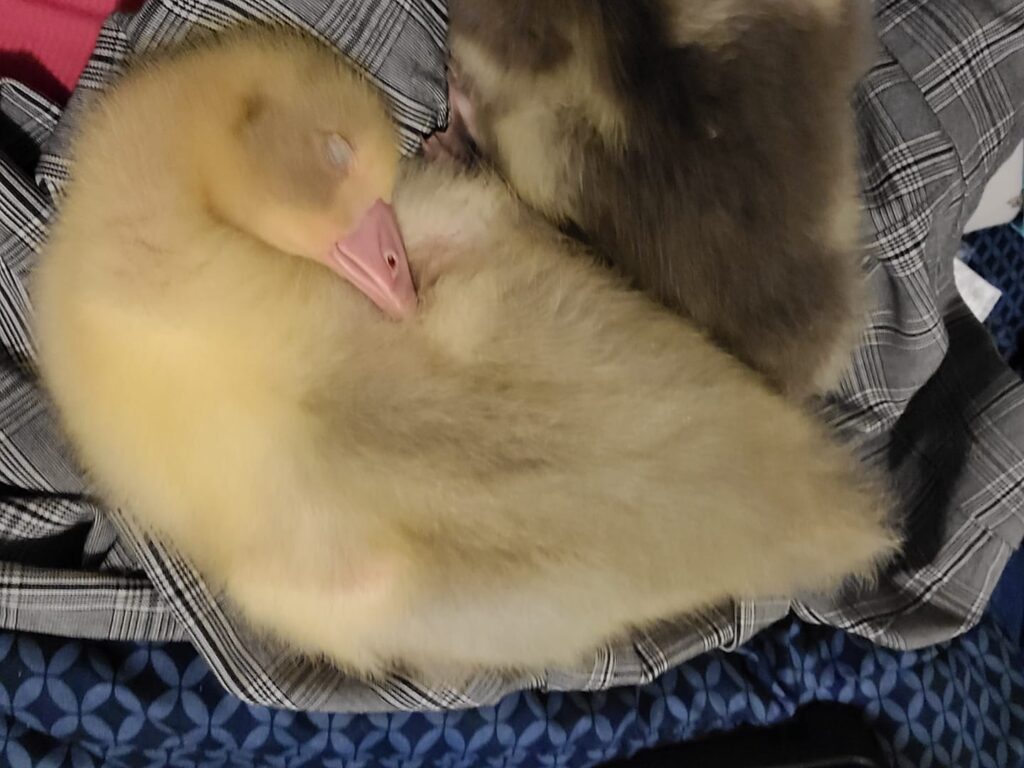 Geese Care Sheet - Nadia Marie
